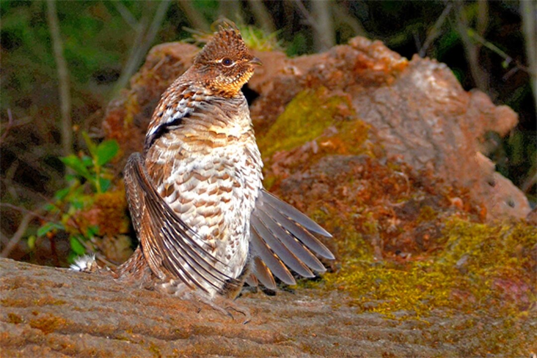 Drumming Grouse, Ruffed Grouse Photo, Upland Game Bird, Grouse Mating ...