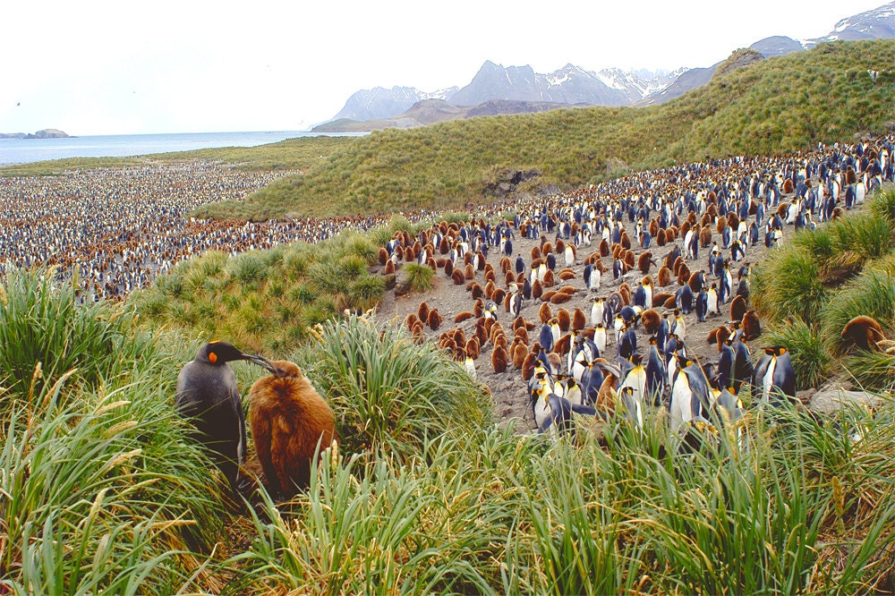 King Penguins, Penguin Rookery, South Georgia Island, Wildlife Photo ...