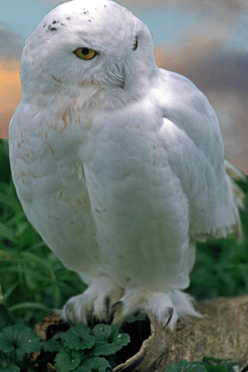 Snowy Owl, Arctic Tundra, Povungnituk Ontario, White Owl, Arctic ...