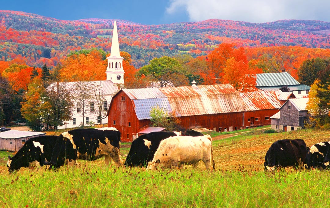 Vermont Scenic, Autumn in Vermont, Fall Foliage, VT Village and Cows ...