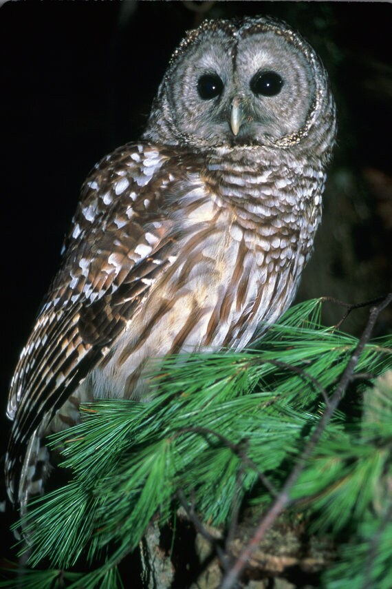 Barred Owl Owl at Night Owl in Pine Tree Owl Close-up for - Etsy