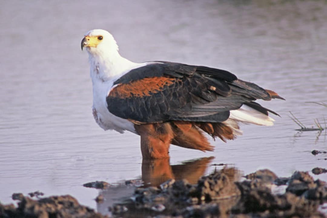 Eagle Species