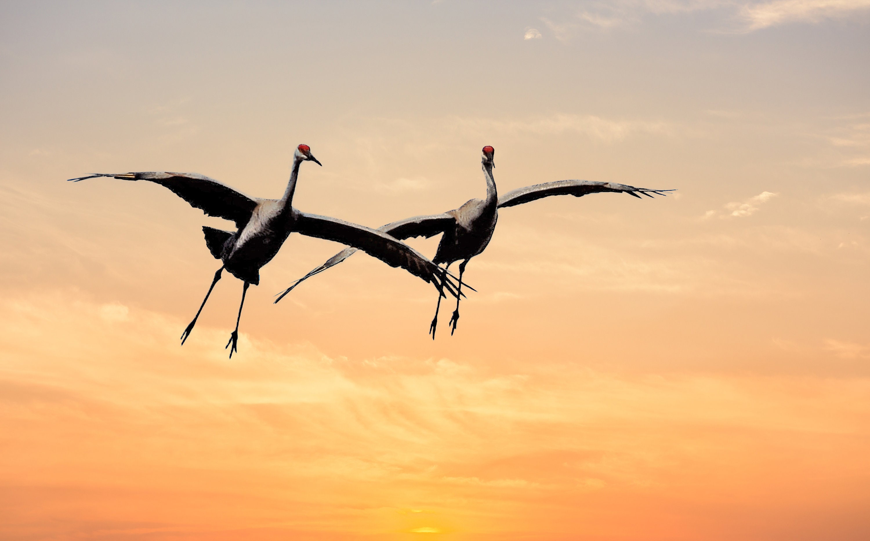 Sandhill Cranes, Cranes in Flight, Cranes at Sunrise, for Bird Lovers ...