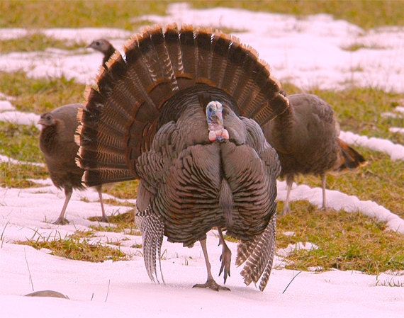 Eastern Wild Turkey, Strutting Turkey, Turkeys in Snow, VT Wildlife ...