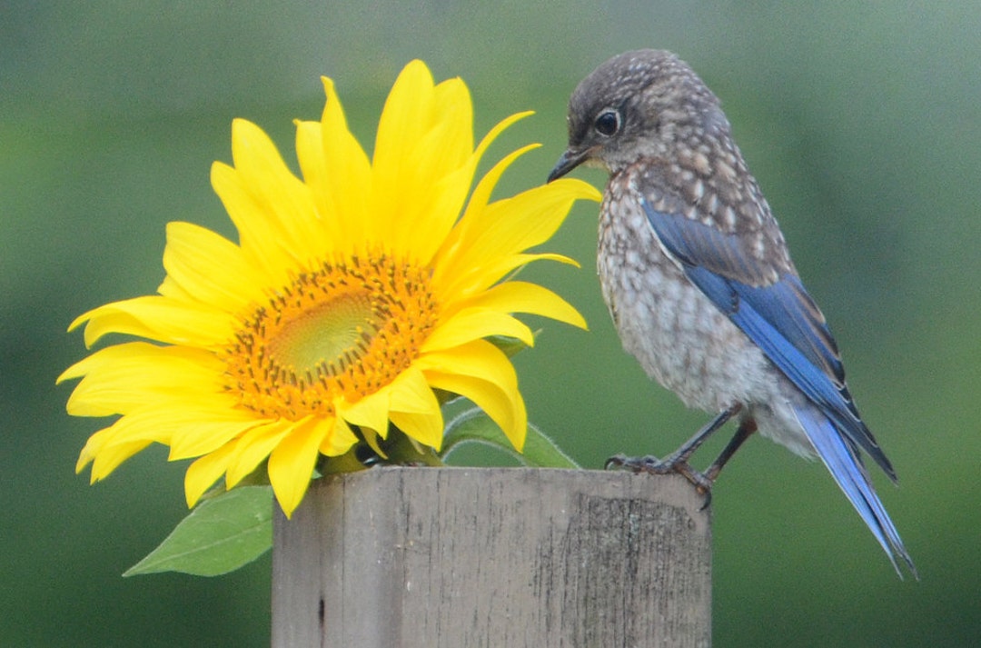 Young Bluebird and Sunflower, Cute Bird Photo, Inquisitive Young Bird ...