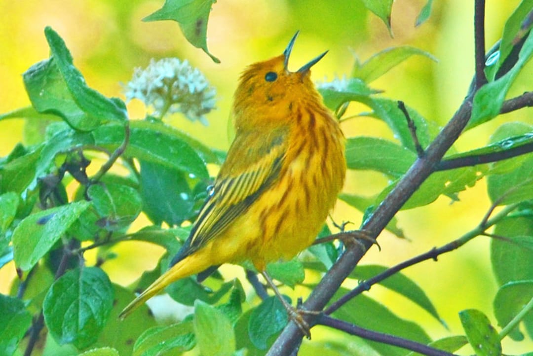 Yellow Warbler Photo, Songbird Photo, Singing Warbler, for Bird Lovers ...