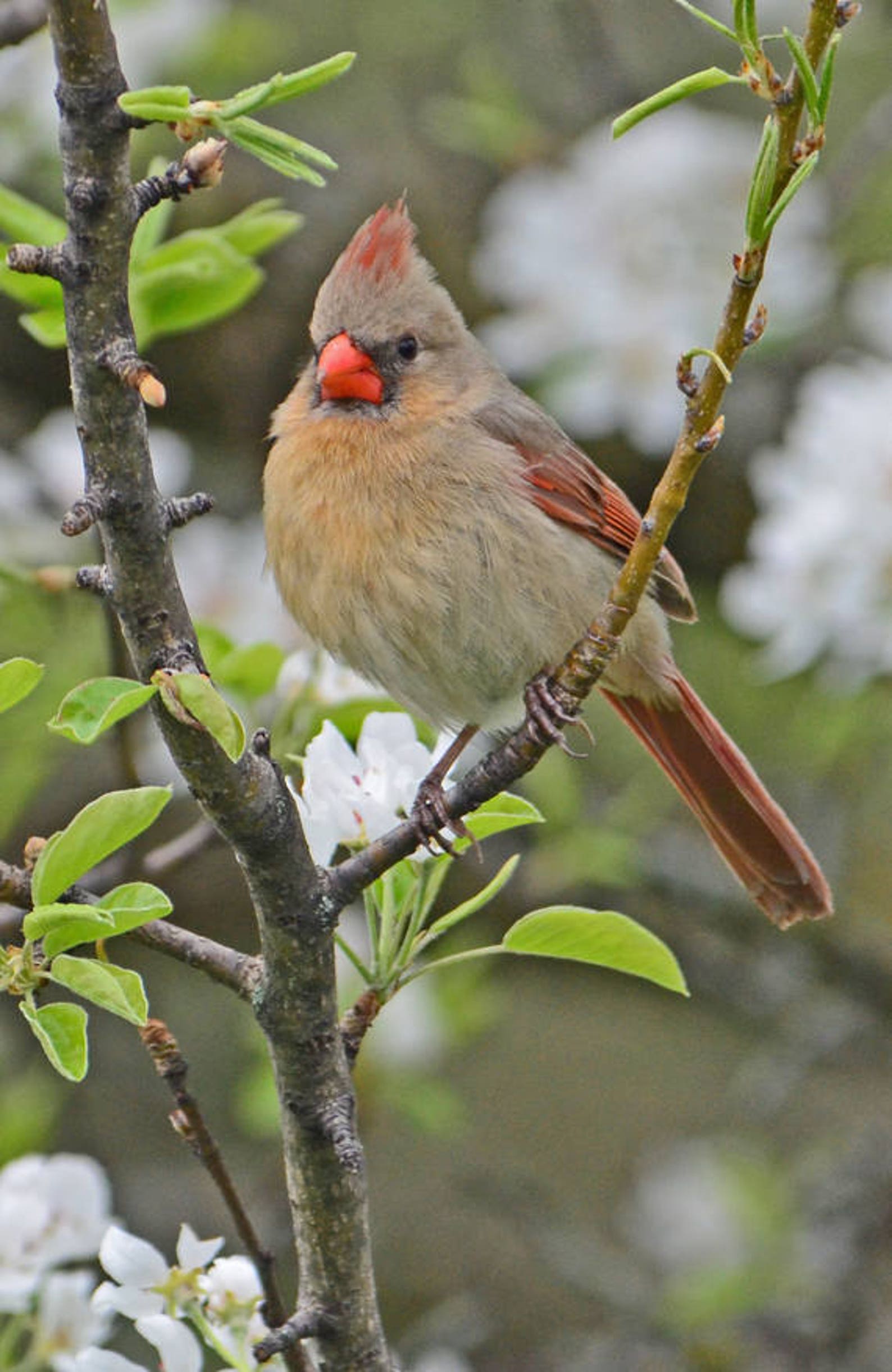 Female Cardinal, Cardinal in Spring, Songbird in Spring, Cardinal in ...