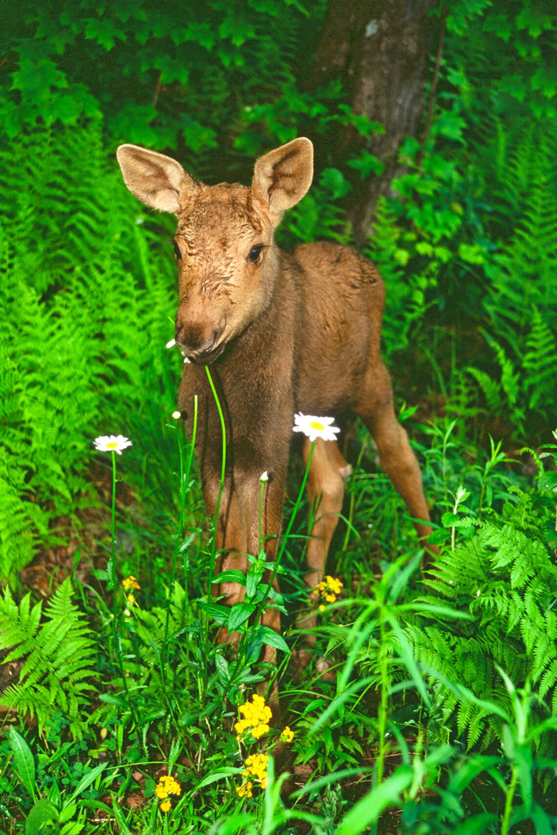 Moose Calf in Flowers, Photo of a Moose Calf, Cute Animal Photo, for ...