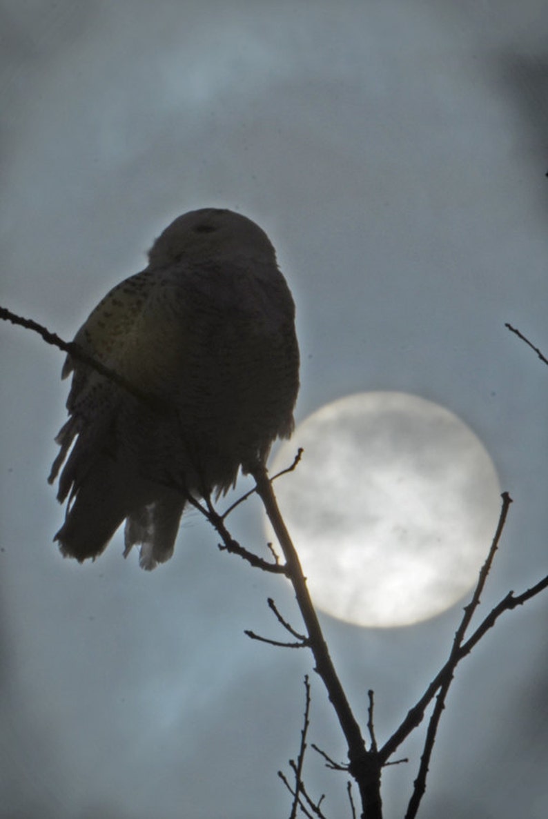 Snowy Owl in Moon Light, Snowy Owl on Roost, Owl and Full Moon ...