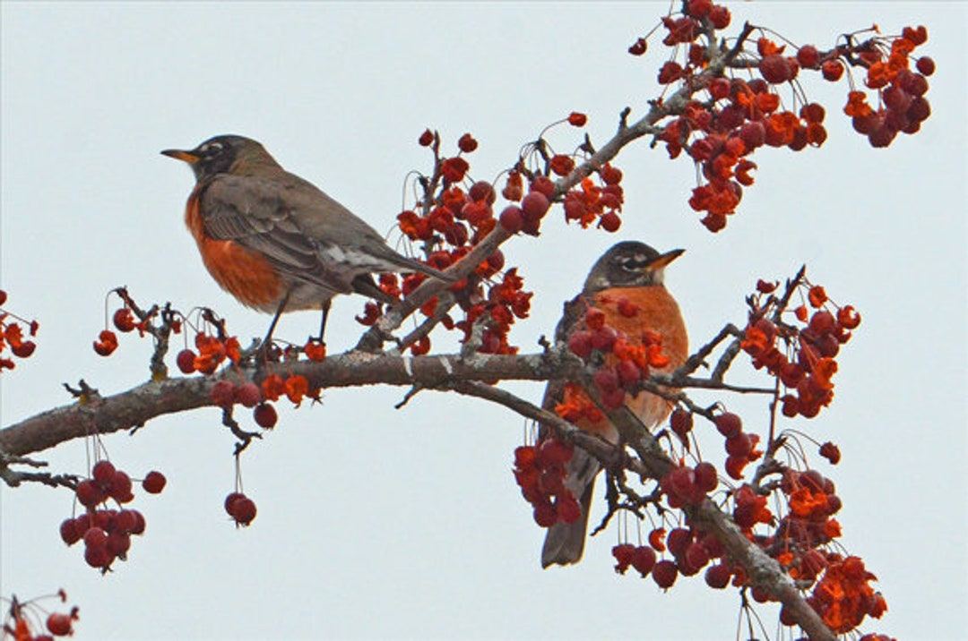 American Robin Pair Robins in Flowering Crab Tree Wall Art - Etsy