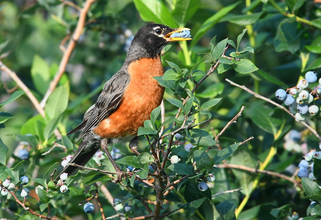 American Robin in Blueberry Bush, Bird Eating Blueberries, Wildlife Art ...