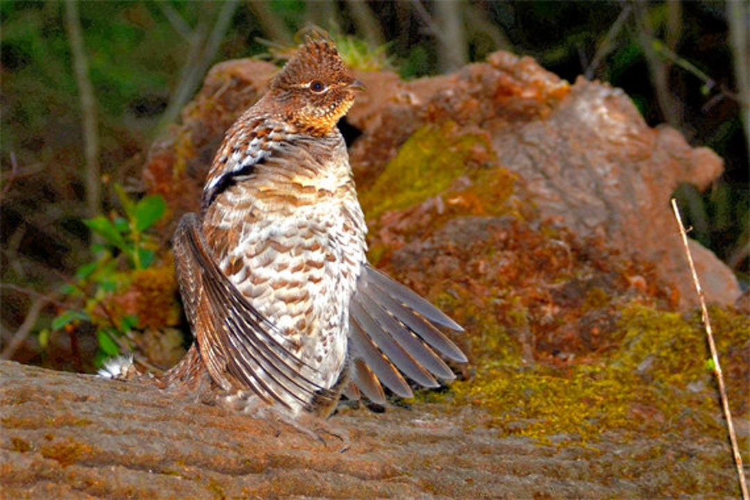 Drumming Grouse Ruffed Grouse Photo Upland Game Bird Grouse - Etsy