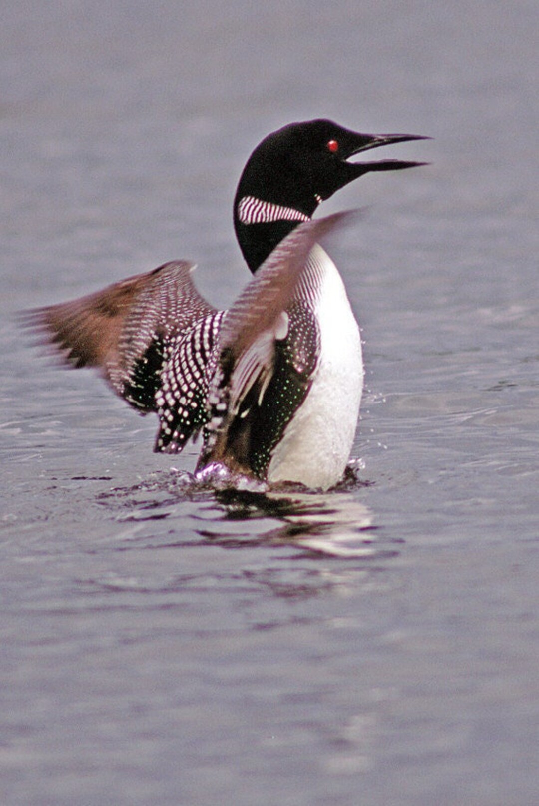 Common Loon Photo, Loon Mating Ritual, Best Bird Photos, for Bird ...