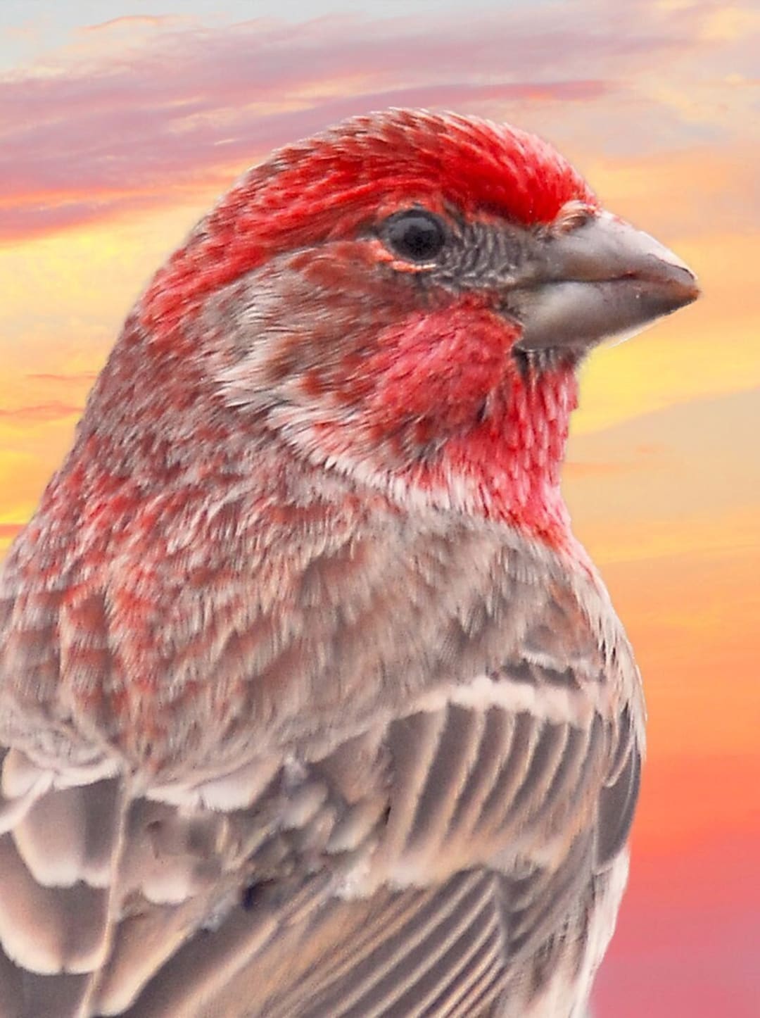 House Finch Portrait, Songbird Portrait, Finch Close-up, Best Wild Bird ...