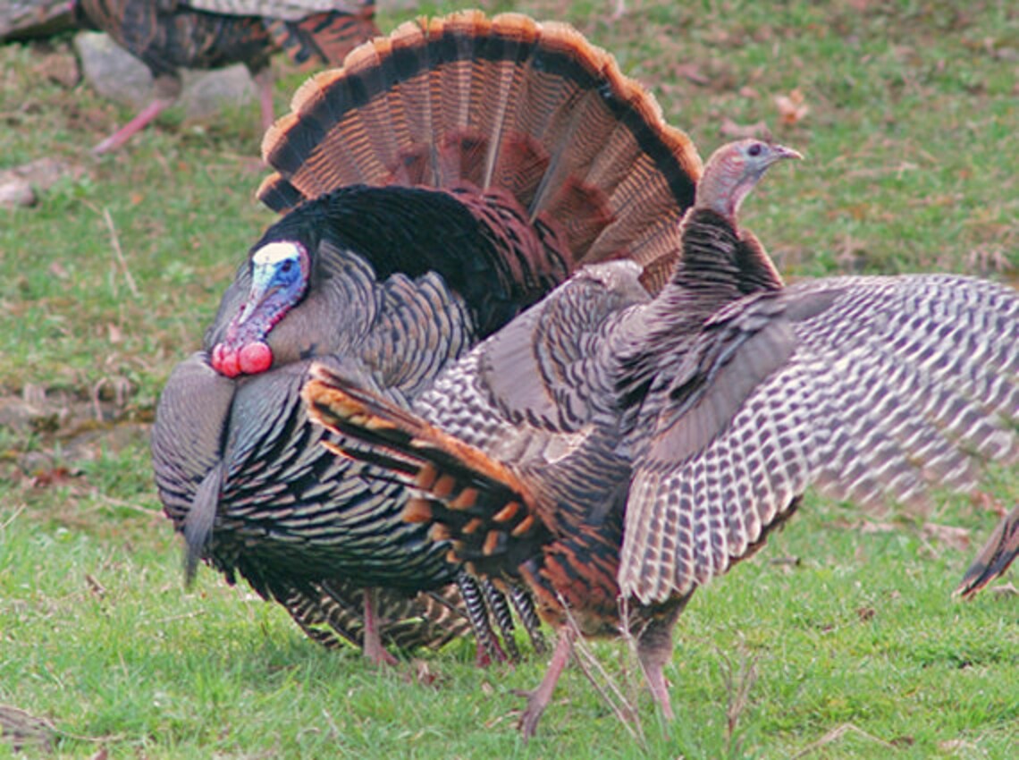 Eastern Wild Turkeys, Tom and Hen Turkeys, Strutting Turkey, Turkey ...