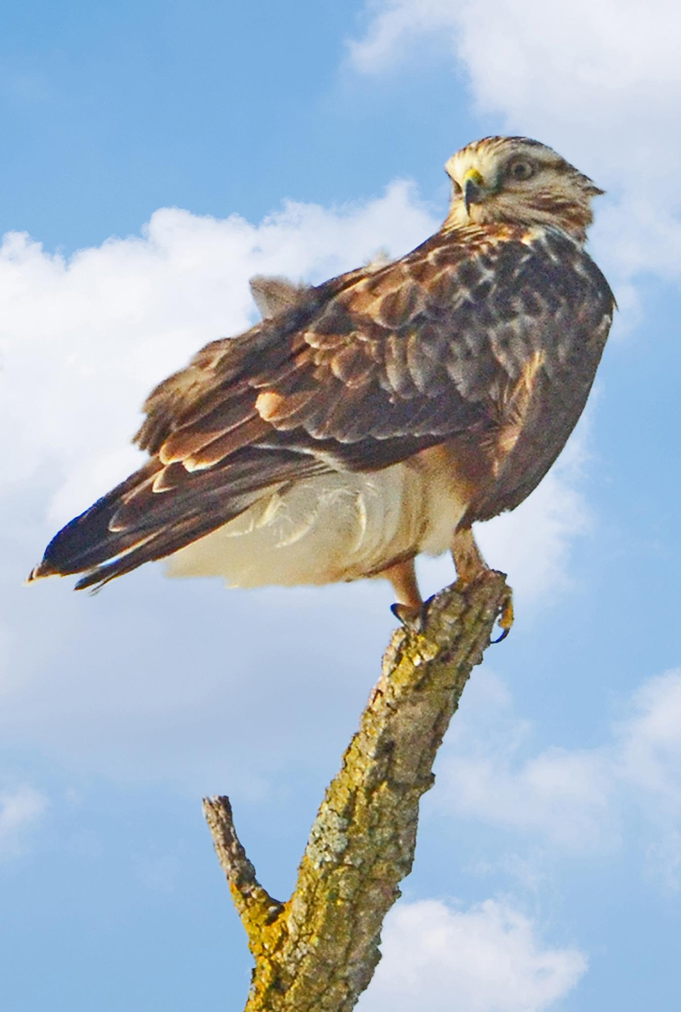 Rough-legged Hawk, Hawk on Limb, Raptor Photo, for Bird Lovers. Title ...