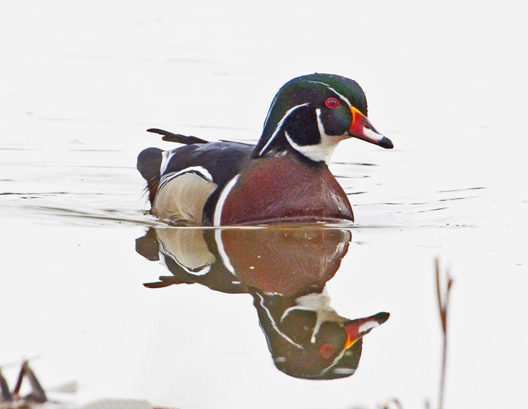 Drake Wood Duck
