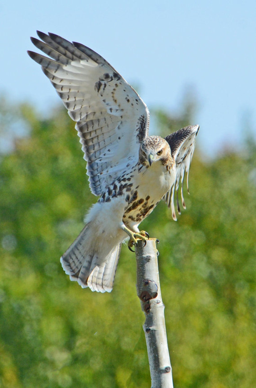 Red-tailed Hawk. Vermont Wildlife, Hawk Landing on Pole, for Bird ...