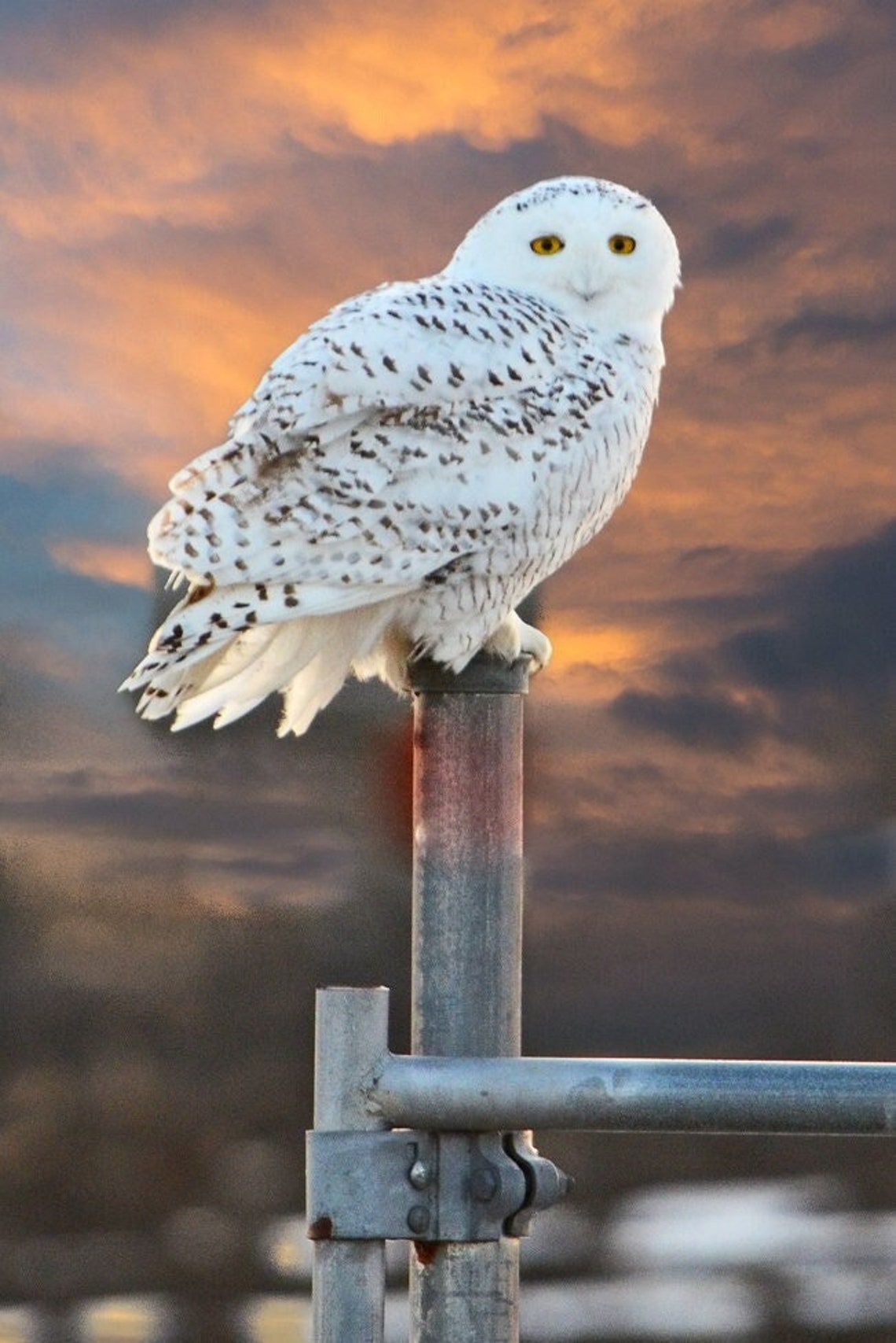 Snowy Owl, Owl on Gate Post. White Owl, Wildlife in Vermont, for Bird ...
