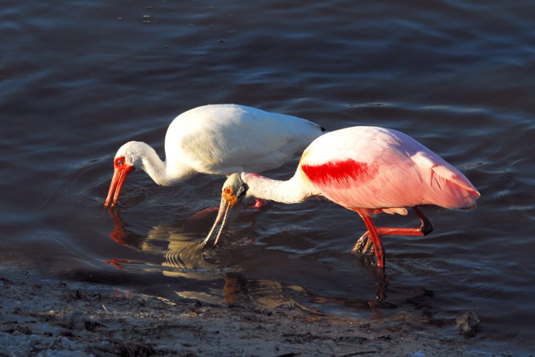 Roseate Spoonbill, White Ibis, Wading Birds Feeding, for Nature Lovers ...