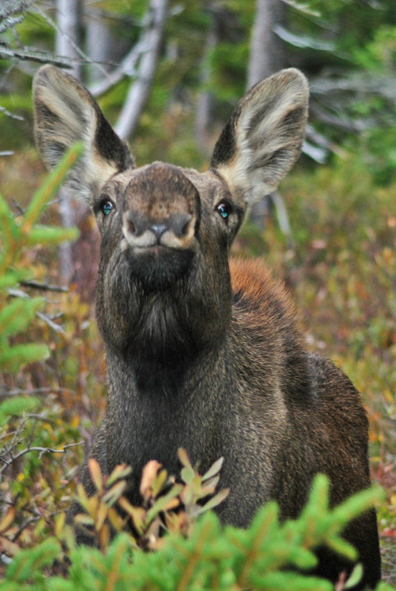 Cute Moose | ubicaciondepersonas.cdmx.gob.mx