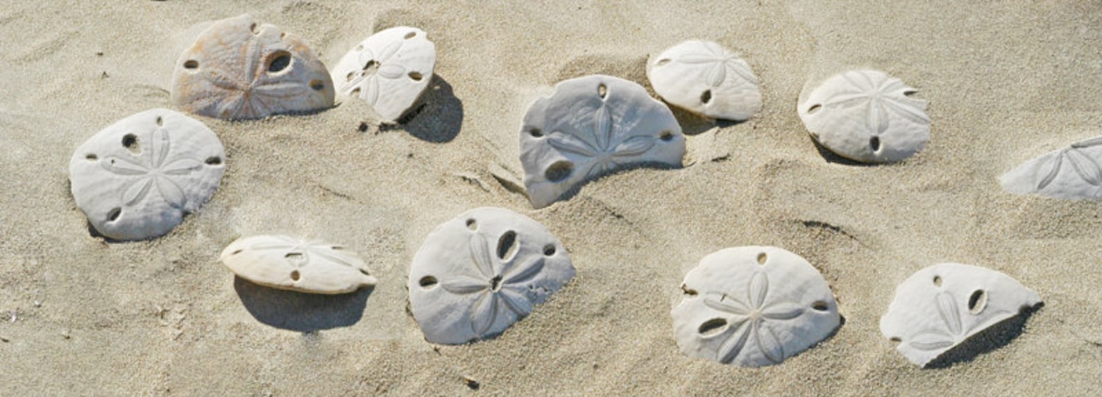 Sand Dollar Shells, Sea Shells, Panoramic of Sand Dollars, for Nature ...