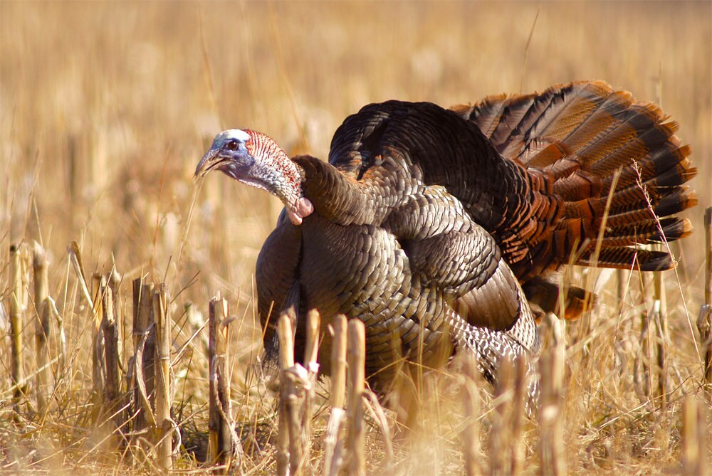 Wild Turkeys Gobbling