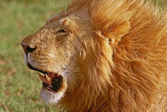 Alpha Male Lion