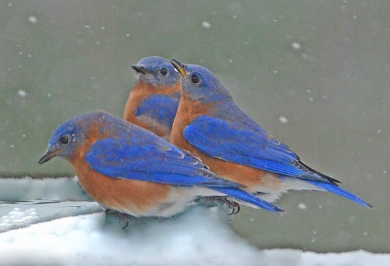 Eastern Bluebirds, Bluebirds in Winter, Bluebirds at Water Source ...