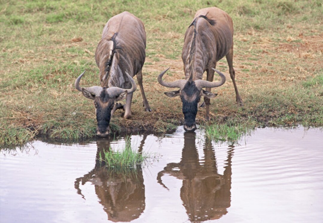 Serengeti Plains, African Wildlife, White-bearded Wildebeests, Large ...