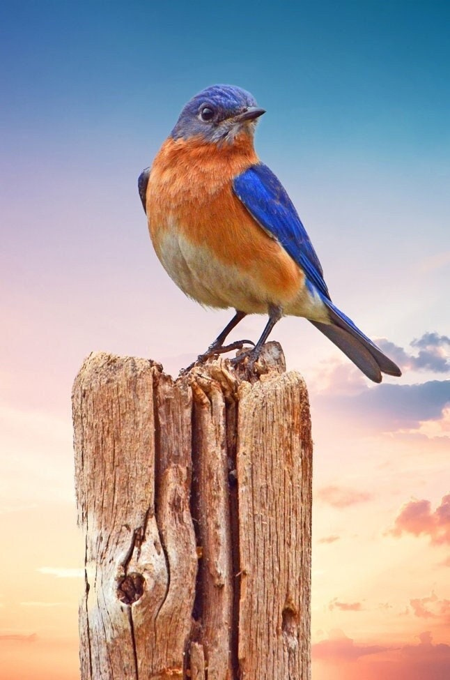 Eastern Bluebird, Songbird Pictures, VT Wildlife, Wildlife Art, Bird on ...