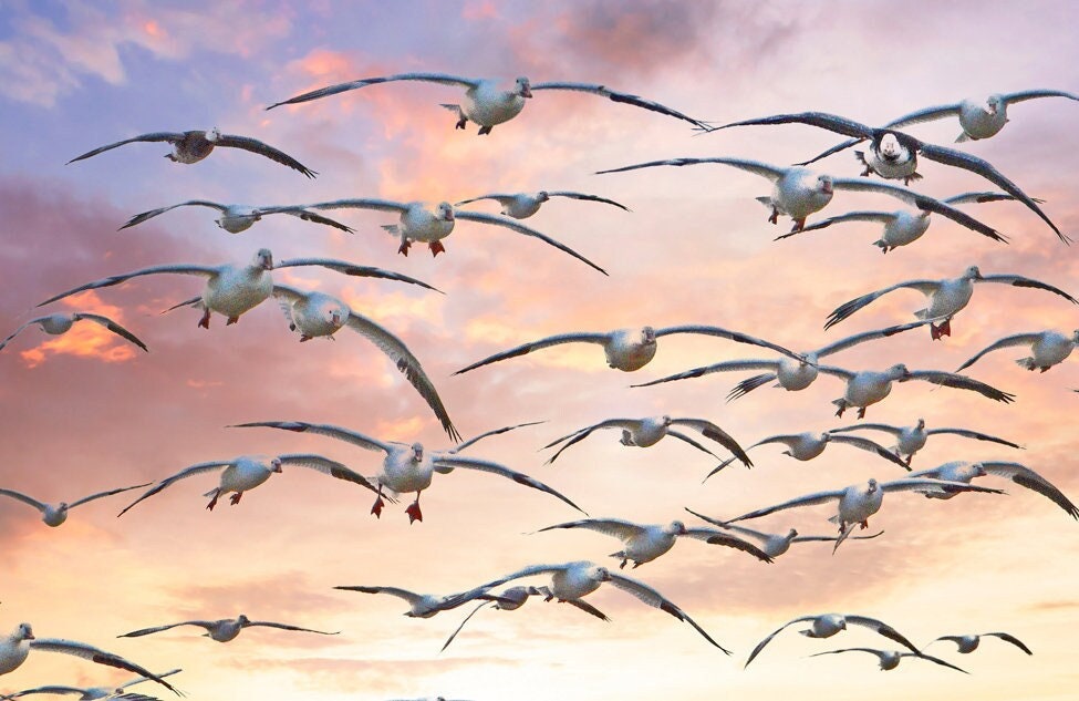 Snow Goose Migration, Skein of Snow Geese, Fall Migration of Waterfowl ...