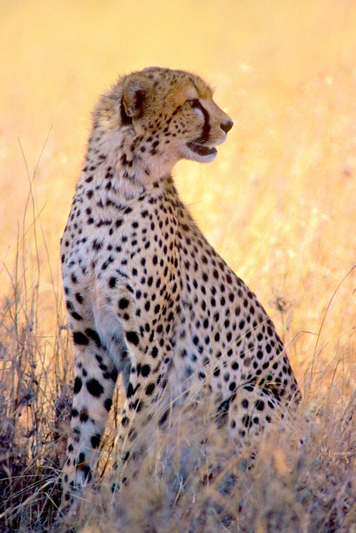 Cheetah Photo, Cheetah Relaxing in Shade, African Wildlife, Wildlife ...