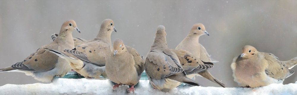 Flock of Mourning Doves Panoramic Photo of Small Birds - Etsy Canada