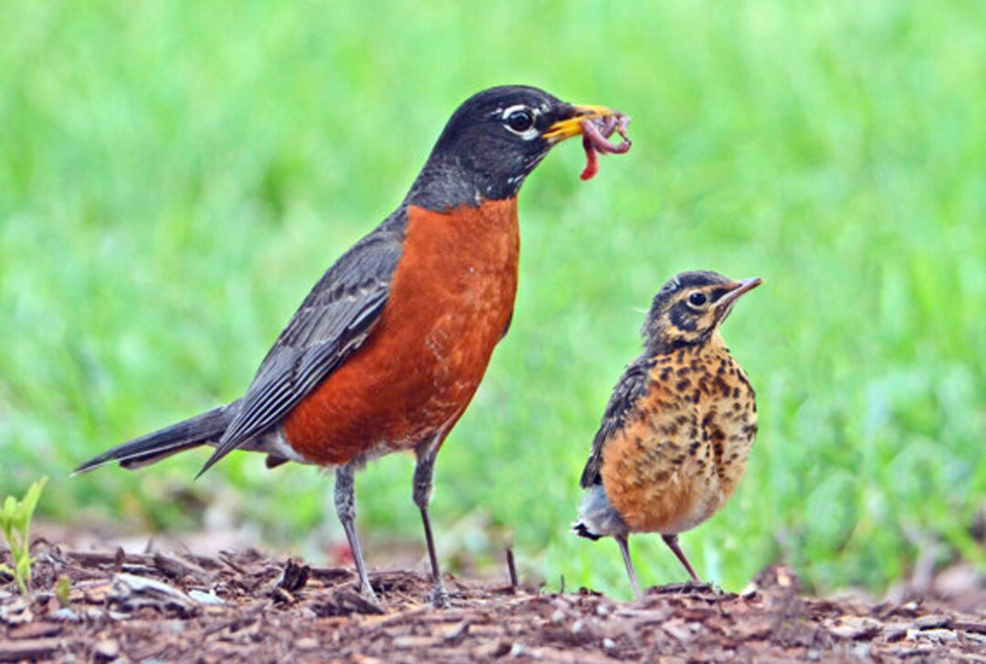 Fledgling American Robin