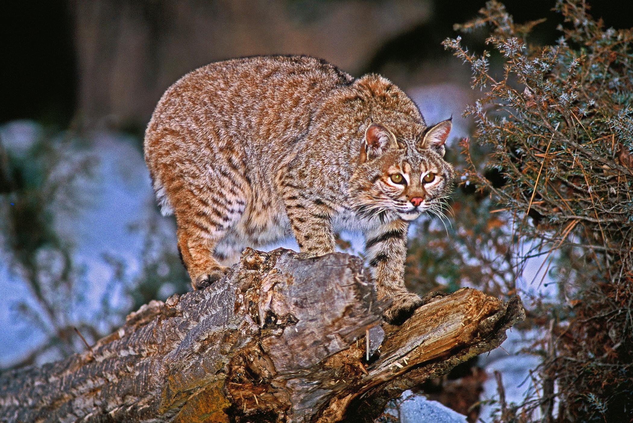 Bobcat, Small Predators, Vermont Wildlife, Wildlife Art, Bobcat ...
