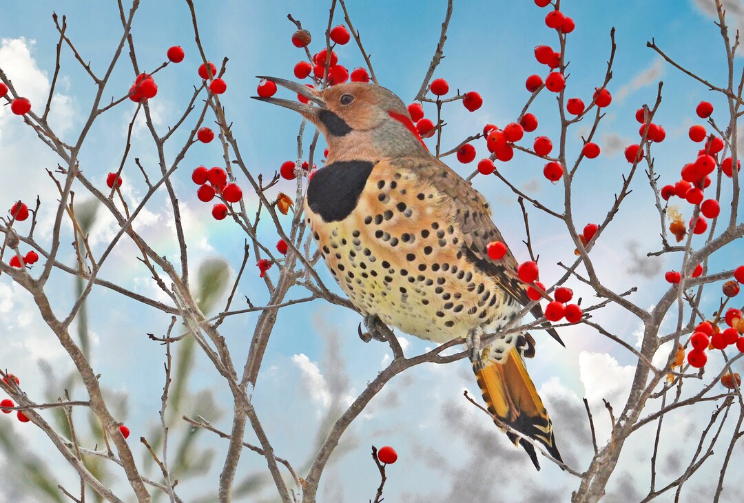 Northern Flicker, Bird Eating Berries, Wildlife Art, VT Wildlife, Best ...
