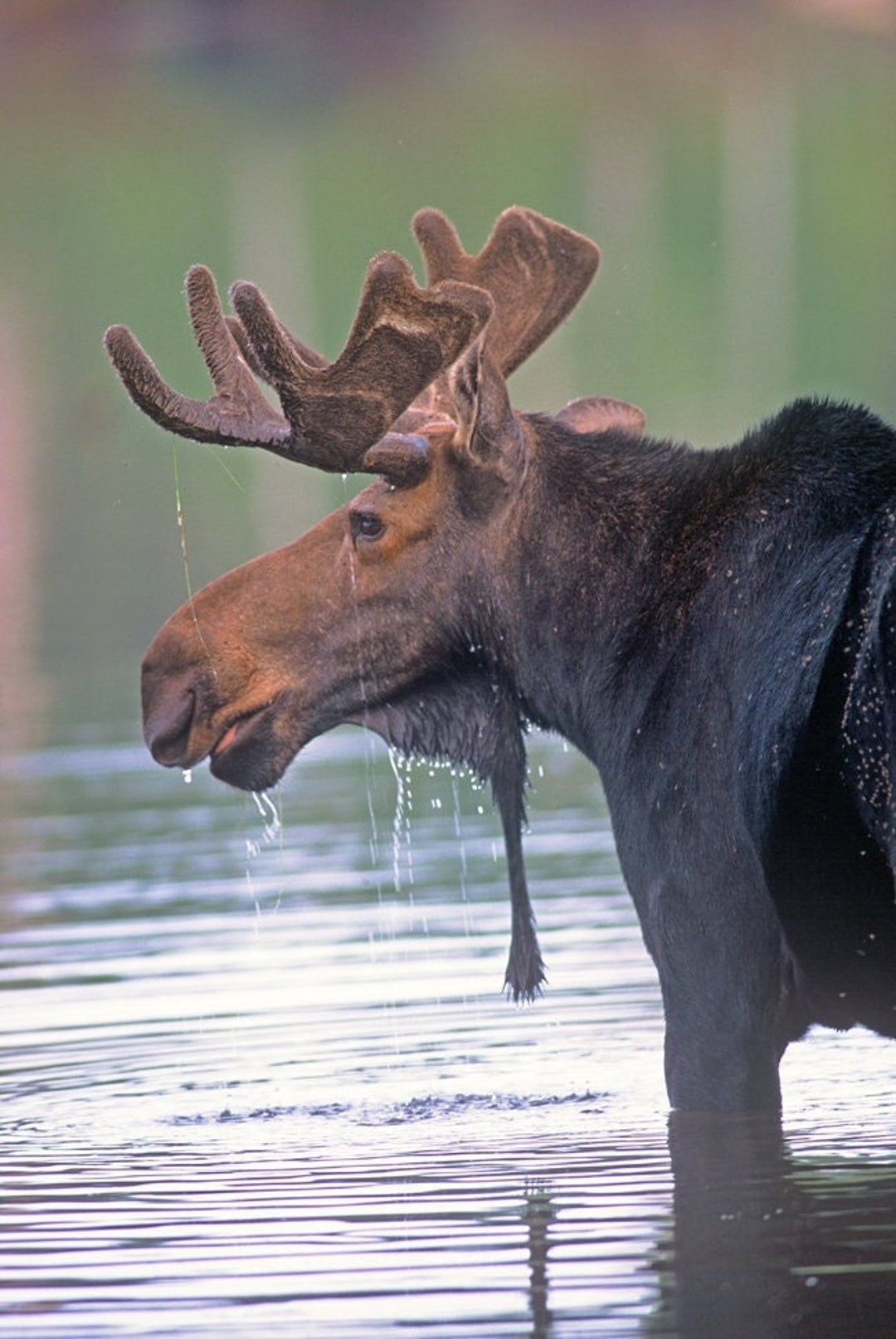 Bull Moose in Water, Megafauna, VT Wildlife, Moose Portrait, for Nature ...