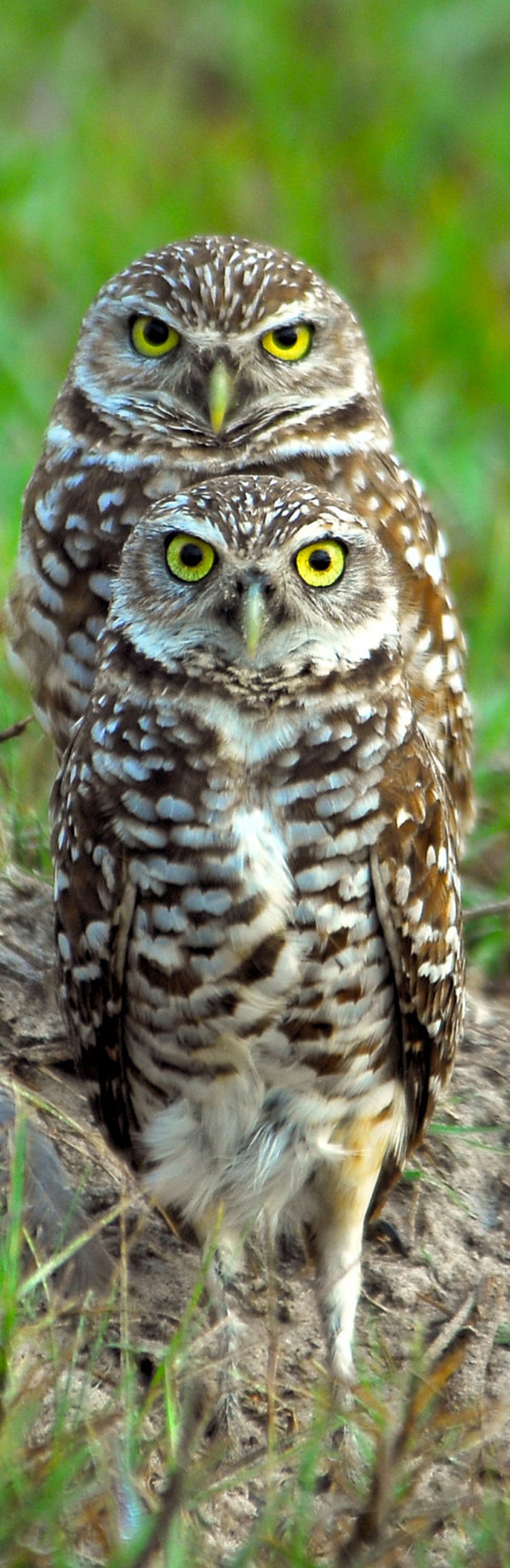Burrowing Owls Photo, Photo of Small Owls, Raptor Photo, Cute Owl ...