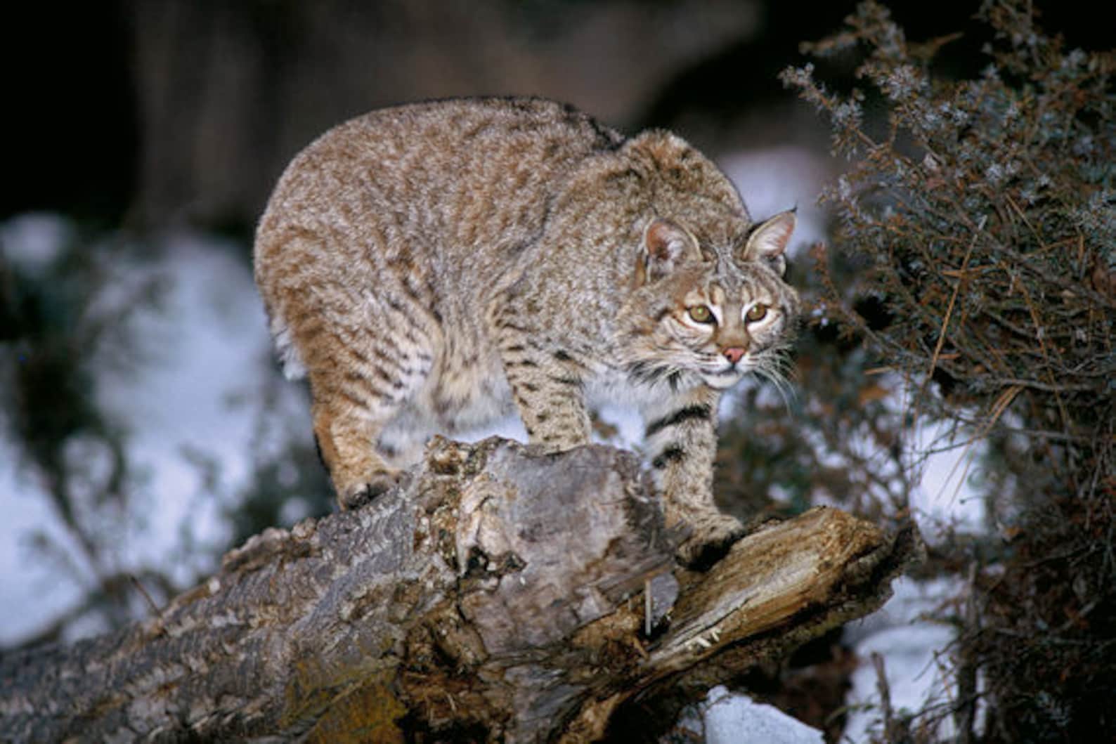 Bobcat, Small Predators, Vermont Wildlife, Wildlife Art, Bobcat ...