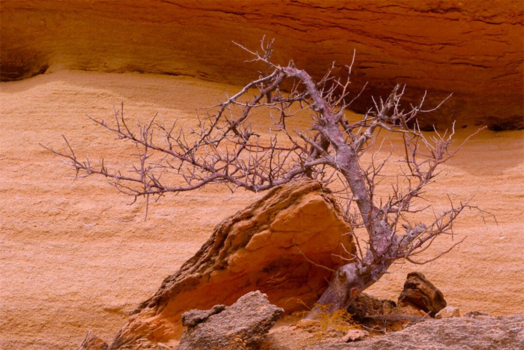 Ironwood Tree, Mexican Arroyo,sandstone Cliffs, Desert Scenic, Baja ...