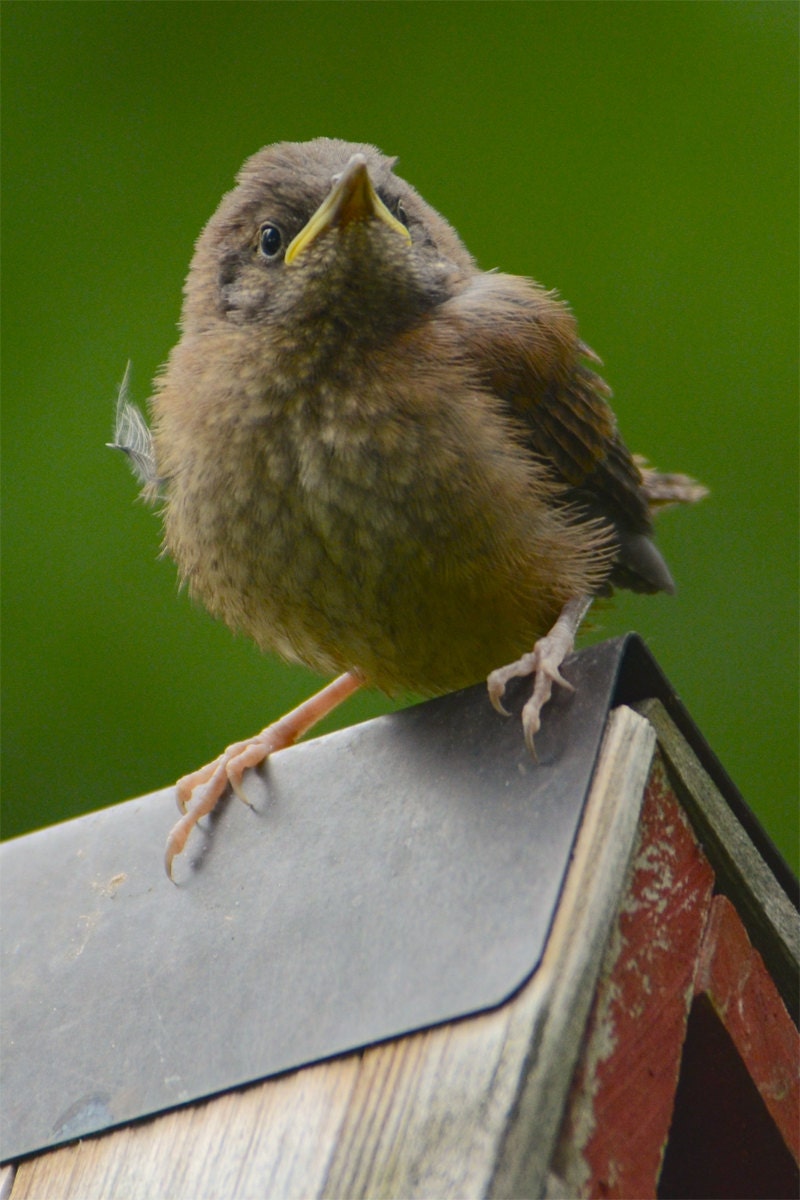 House Wren Fledgling, Cute Bird Picture, Fledgling Atop Nest Box, Wild ...
