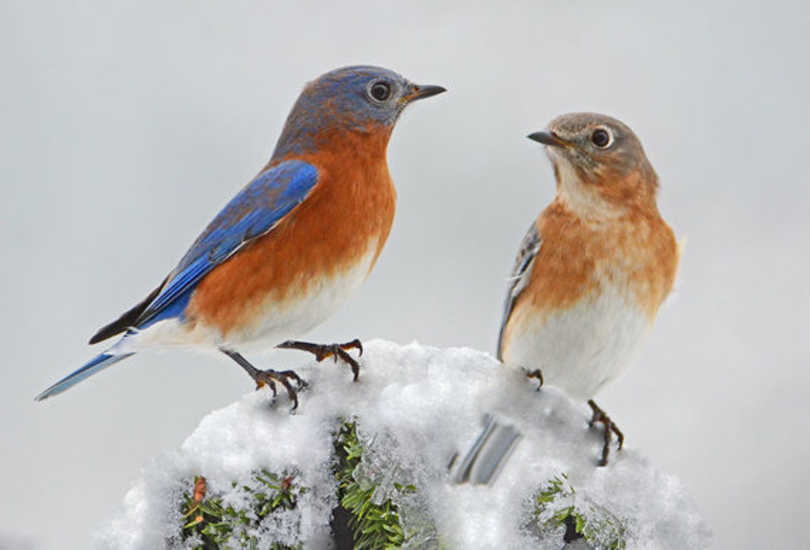Pair of Eastern Bluebirds, Bluebirds on Wreath, Bluebirds in Winter ...