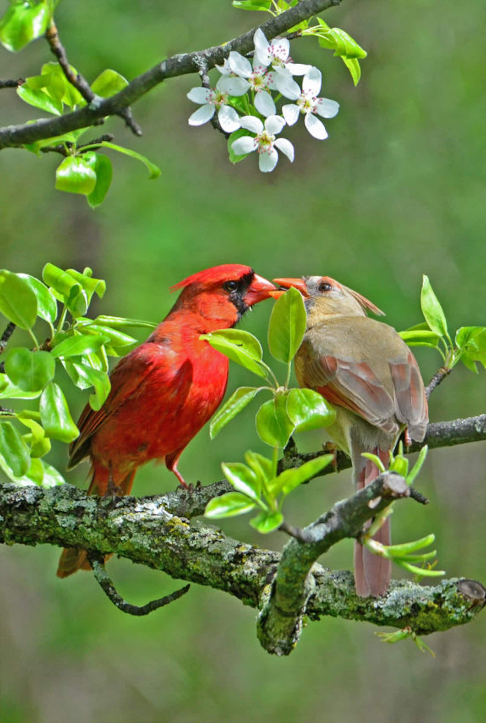 Mated Cardinal Pair, Bird Courtship Ritual. Red Songbird, Male Cardinal ...
