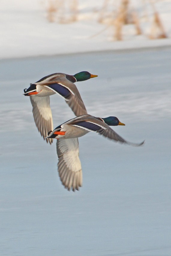 Ducks Flying Wallpaper