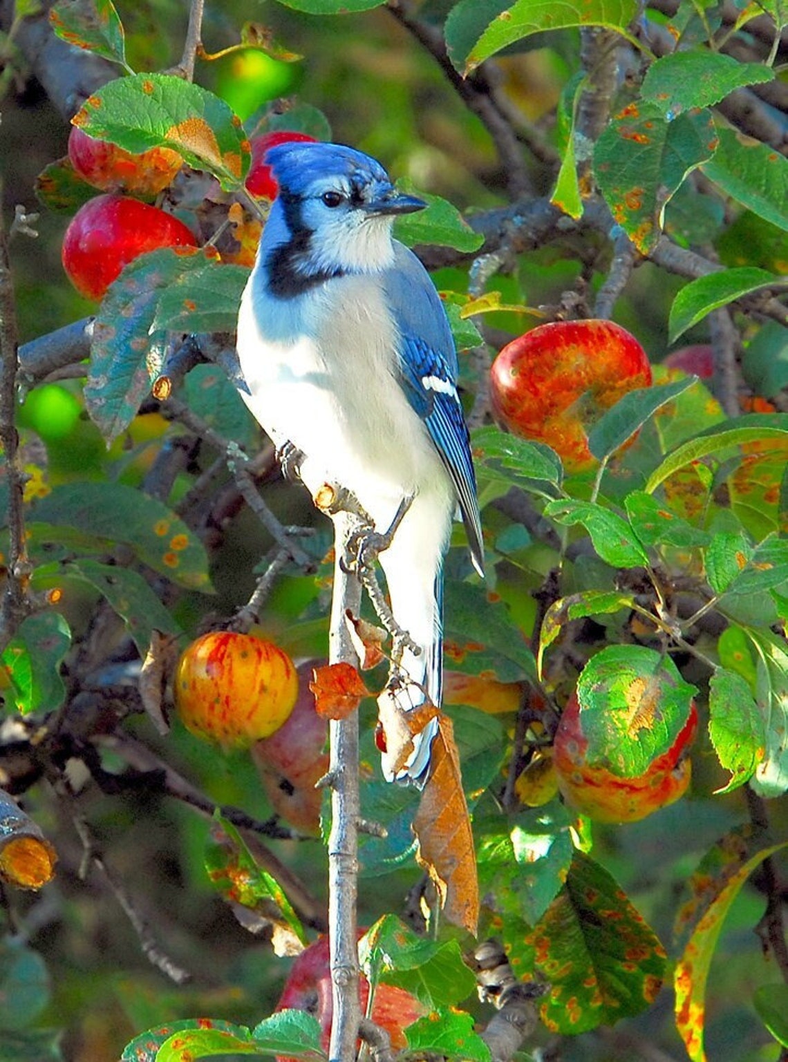 Colorful Birds, Blue Jay Photo, Blue Jay Portrait, Vermont Wildlife ...