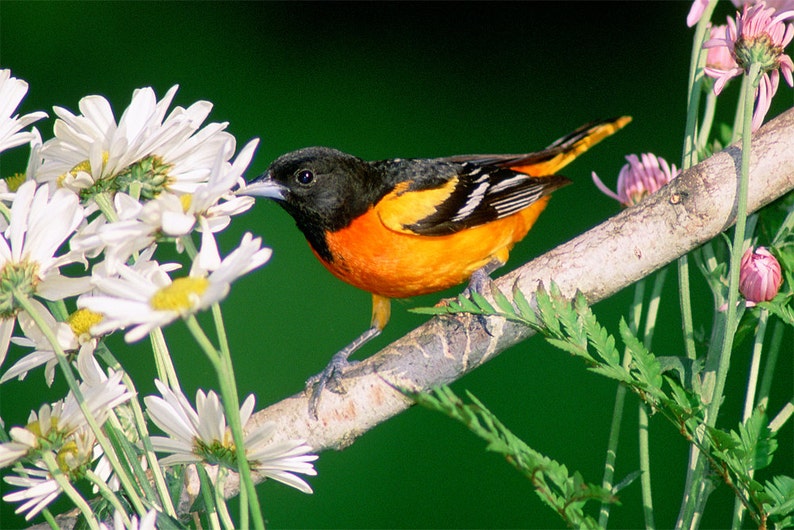 Oriole and Flowers, Pretty Birds, Bird Photos, Wildlife Photos, for ...