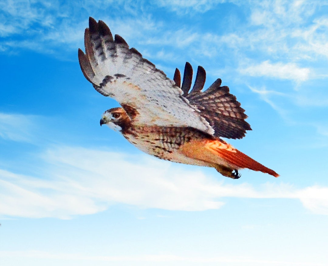 Red-tailed Hawk, Hawk in Flight, Hawk Kiting, Soaring Hawk, Vermont ...