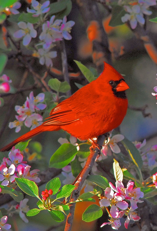Northern Cardinal Male in Apple Blossoms, Pretty Birds, Cardinal in ...