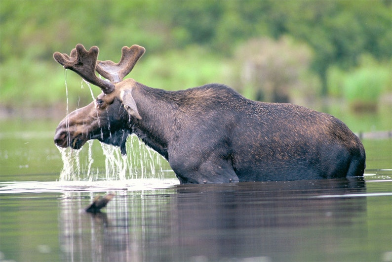 Bull Moose in Water, Moose Feeding in Pond, Bull Moose, Wildlife Photo ...